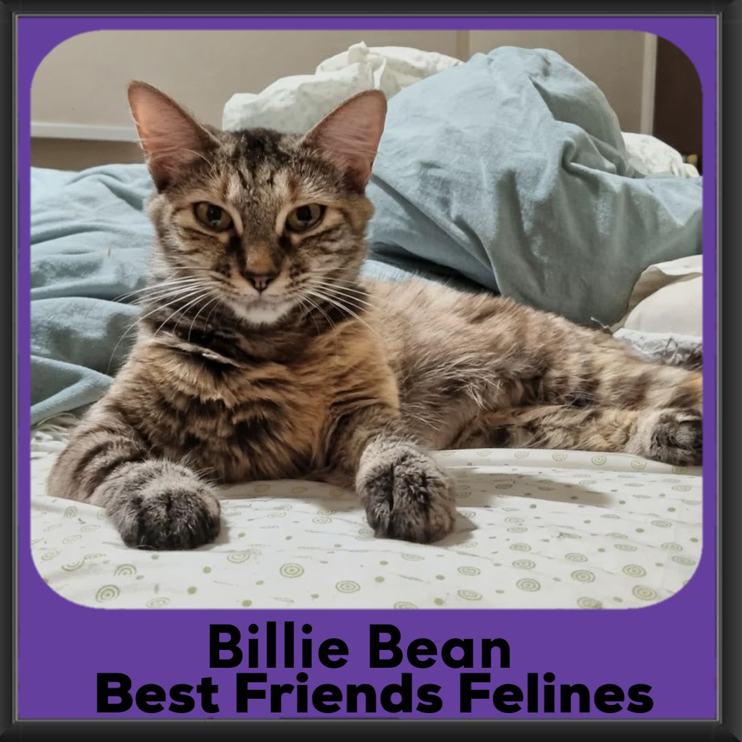 Billie Bean – Female DMH – Best Friends Felines