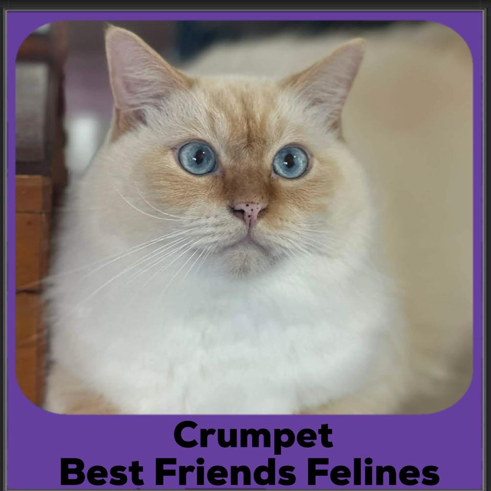 Crumpet – Male Ragdoll – Best Friends Felines