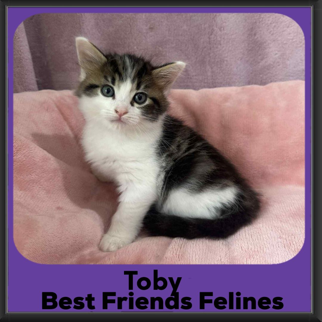 Toby – Male Ragdoll X – Best Friends Felines