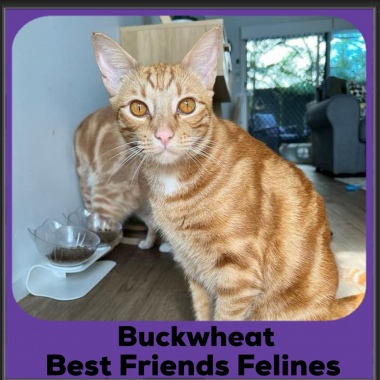 Adults – Best Friends Felines